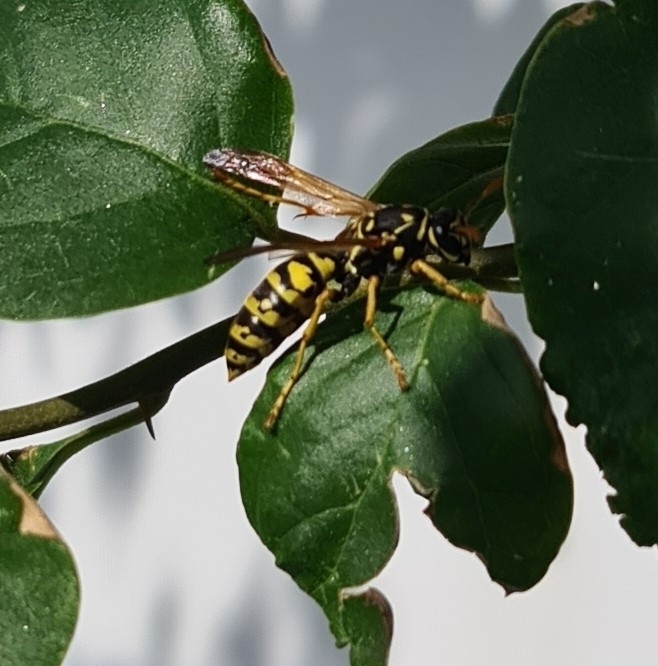 dominula-group Paper Wasps from Δημοτική Κοινότητα Απολλωνίας, Greece ...