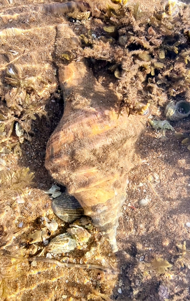 Australian Trumpet from Port Hedland, AU-WA, AU on September 14, 2023 ...
