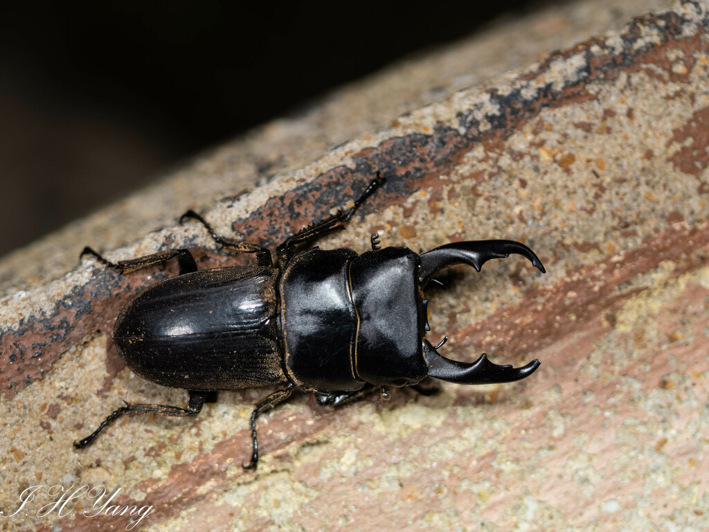 Dorcus from Kinabalu Park, Ranau, Sabah, 馬來西亞 on August 27, 2023 at 07: ...