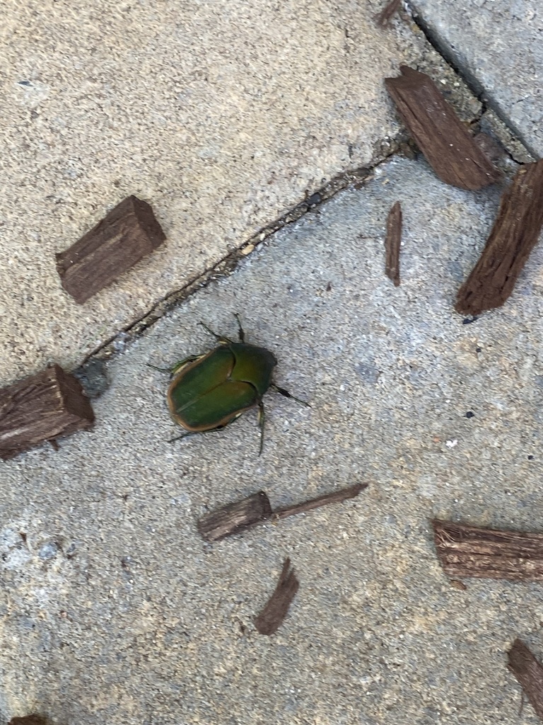 Common Green June Beetle from NC State University, Raleigh, NC, US on ...