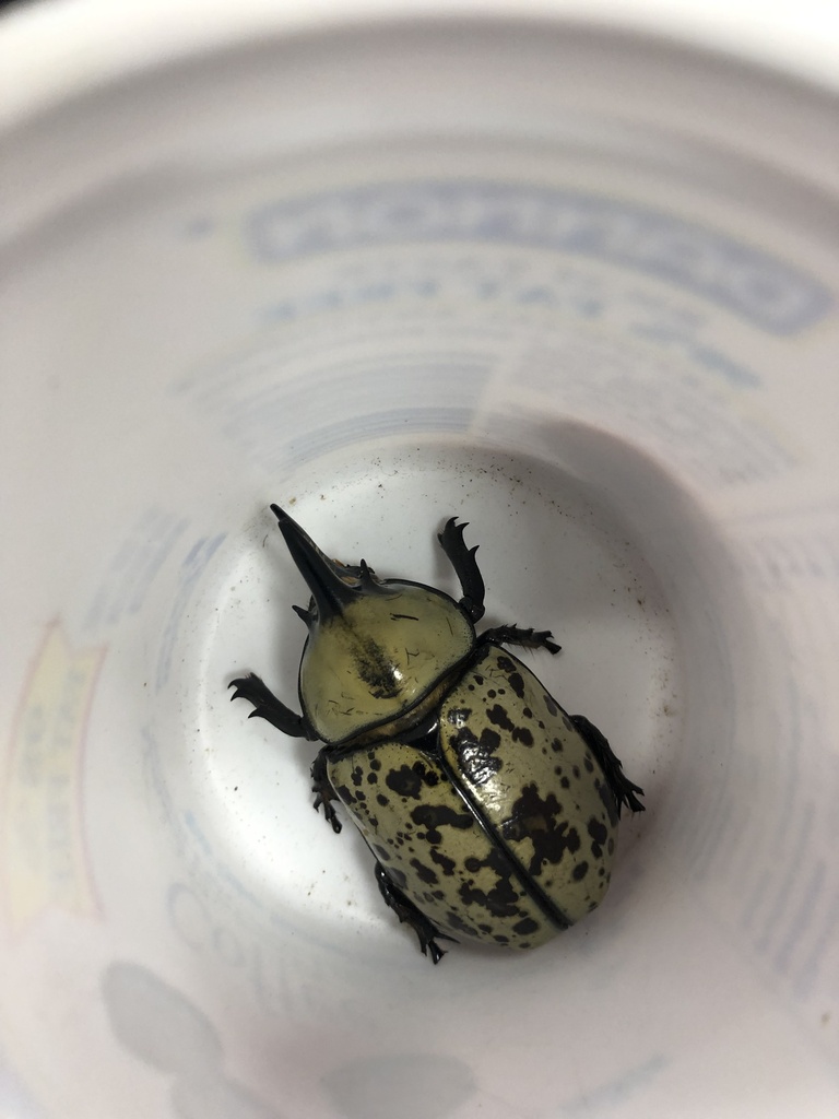 Eastern Hercules Beetle from Hillsborough St, Raleigh, NC, US on August ...