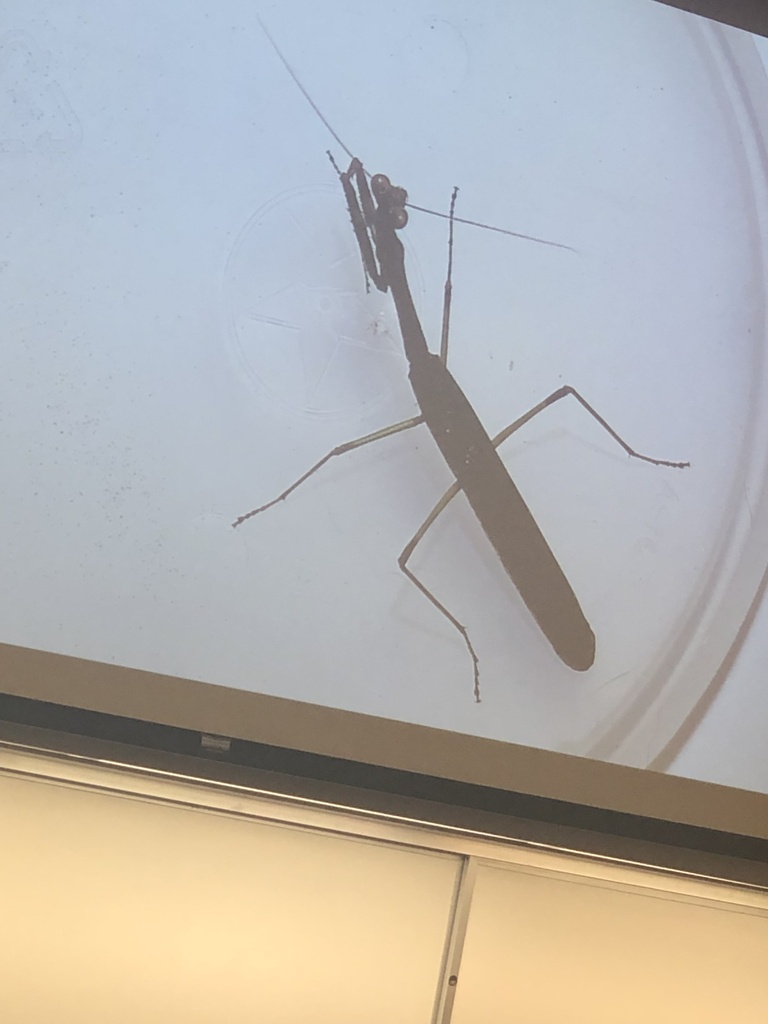 Mantids from NC State University, Raleigh, NC, US on September 2, 2021 ...