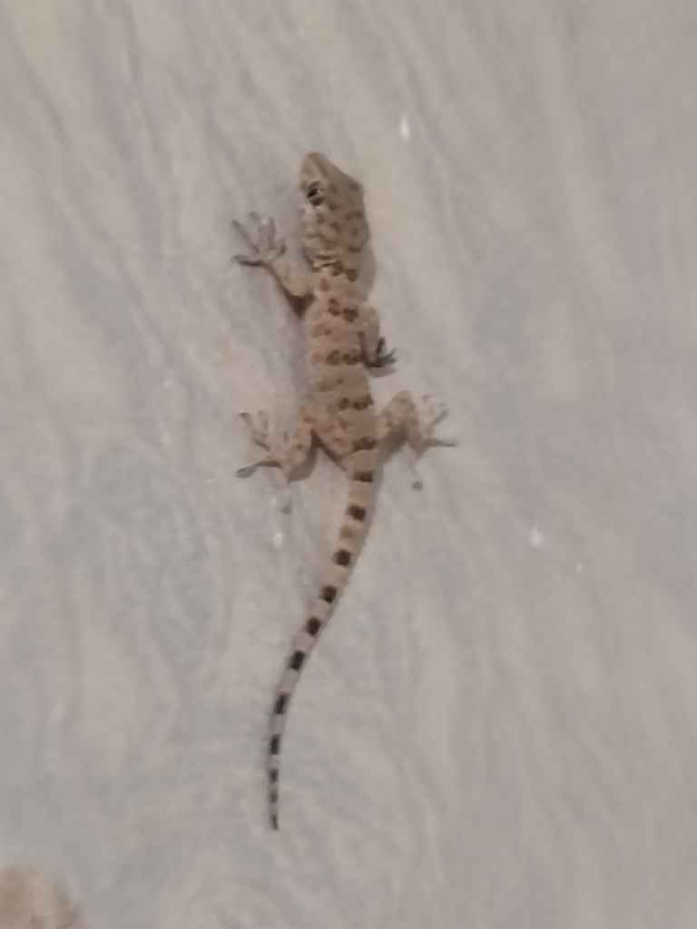 Caspian Bent-toed Gecko from G2Q6+MFP, Rustavi, Georgia on September 14 ...