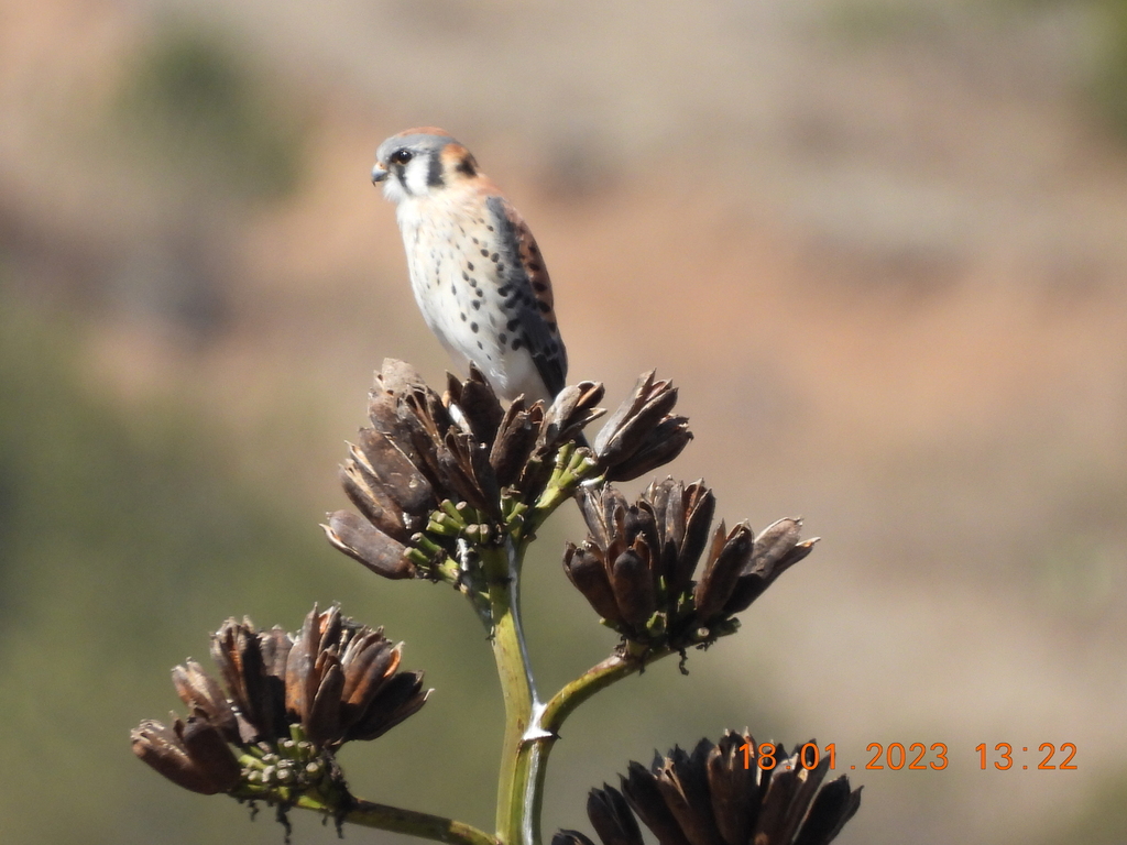 American Kestrel from Cañada Morelos, Pue., México on January 18, 2023 ...