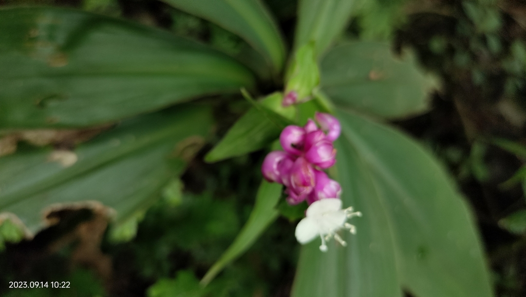 Cohitre Blanco from Chocaman, 94160 Chocamán, Ver., México on September ...