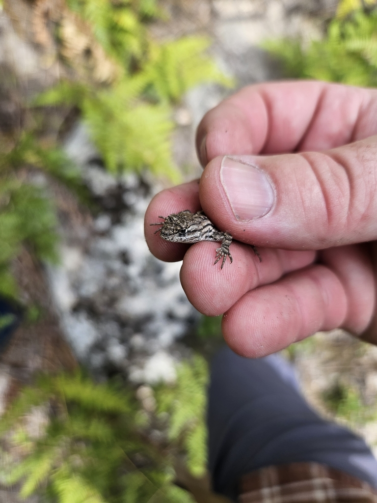 Western Fence Lizard from Cascade, ID 83611, USA on September 12, 2023 ...