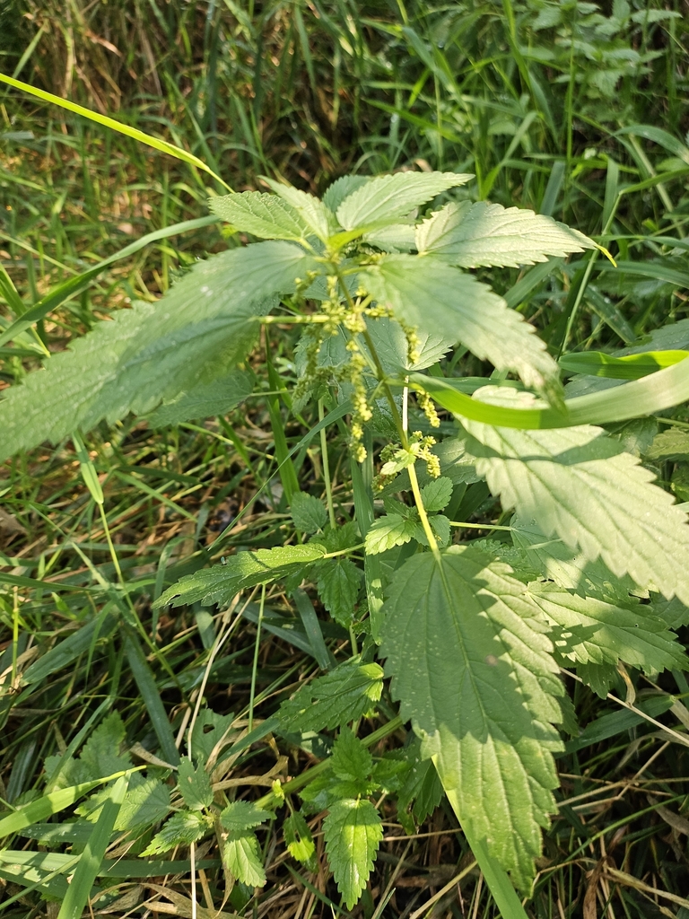 slender stinging nettle from Stony Mountain, MB R0C 3A0, Canada on ...