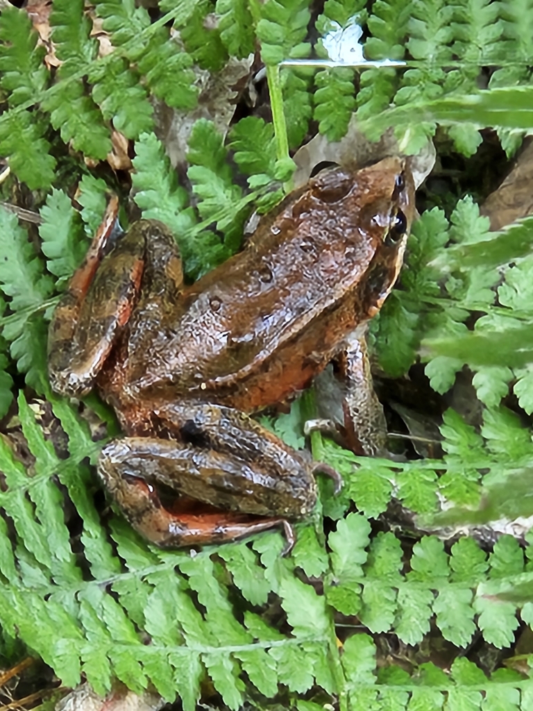 Northern Red-legged Frog in September 2023 by Misha I. · iNaturalist