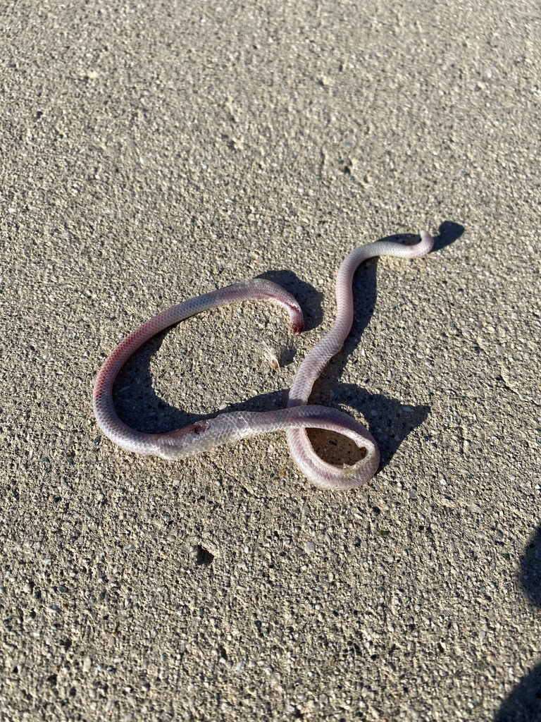 Western Threadsnake from Santa Rosa and San Jacinto Mountains National ...