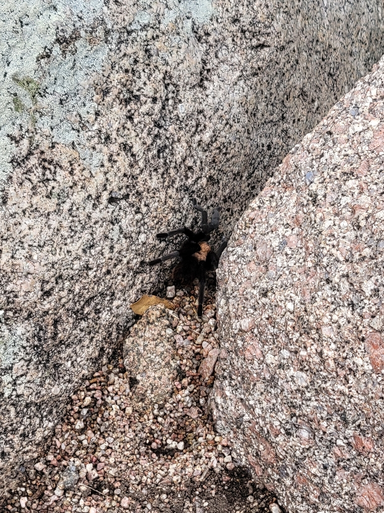 Texas Brown Tarantula from Elena Gallegos Grant, Albuquerque, NM, USA ...