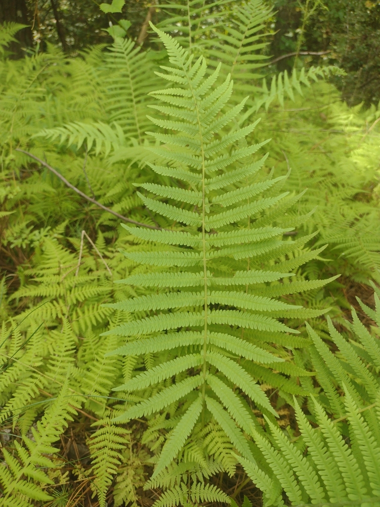 Widespread Maiden Fern in September 2023 by Lee Kelly · iNaturalist