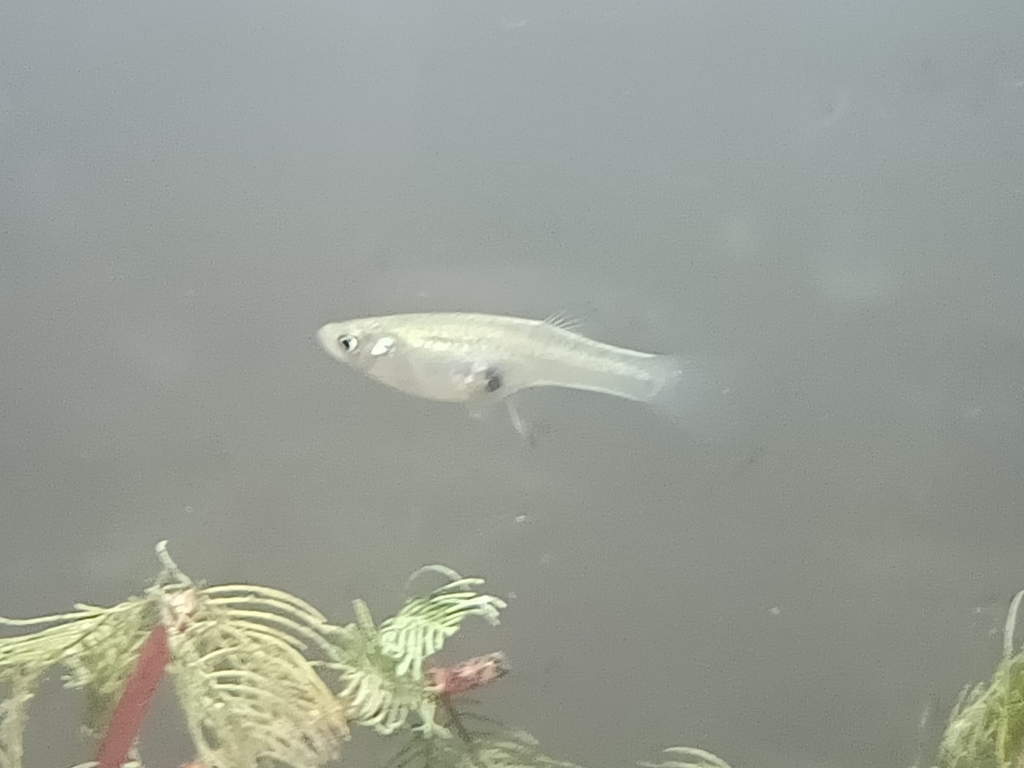 Mosquitofishes from 20054 Segrate, Metropolitan City of Milan, Italy on ...