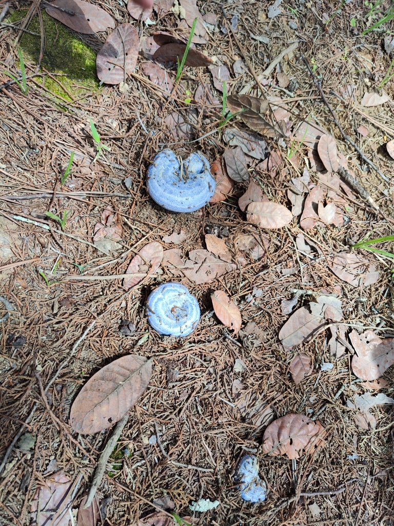 indigo milk cap from México, MX on September 12, 2023 at 01:26 PM by ...