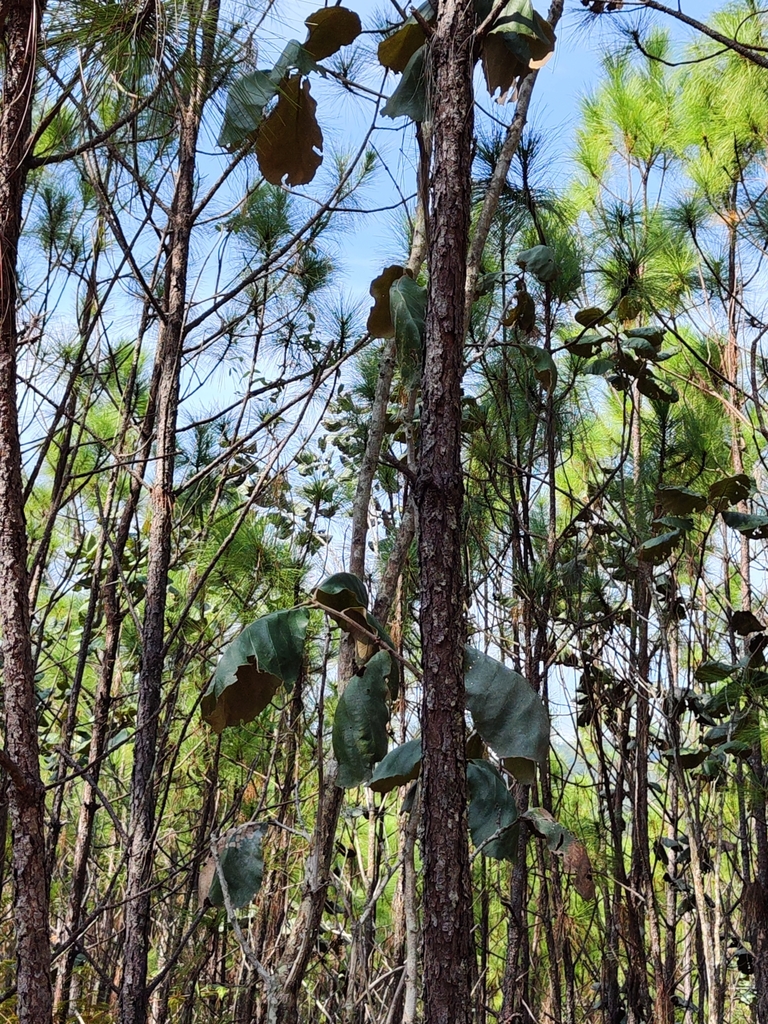 Quercus urbanii from México, MX on September 13, 2023 at 09:22 AM by ...
