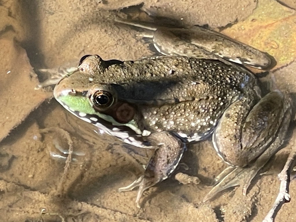 Green Frog from Fairfax County, US-VA, US on September 11, 2023 at 04: ...