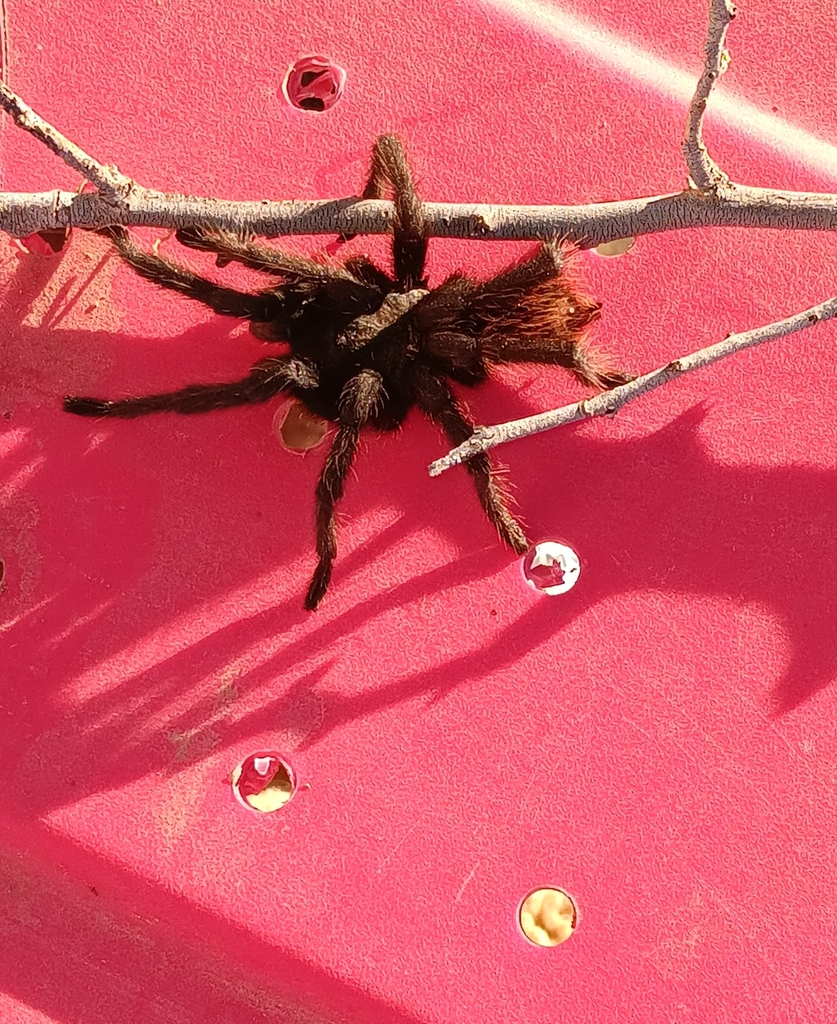 Tucson Bronze Tarantula from Diamond Bell Ranch, AZ 85736, USA on ...