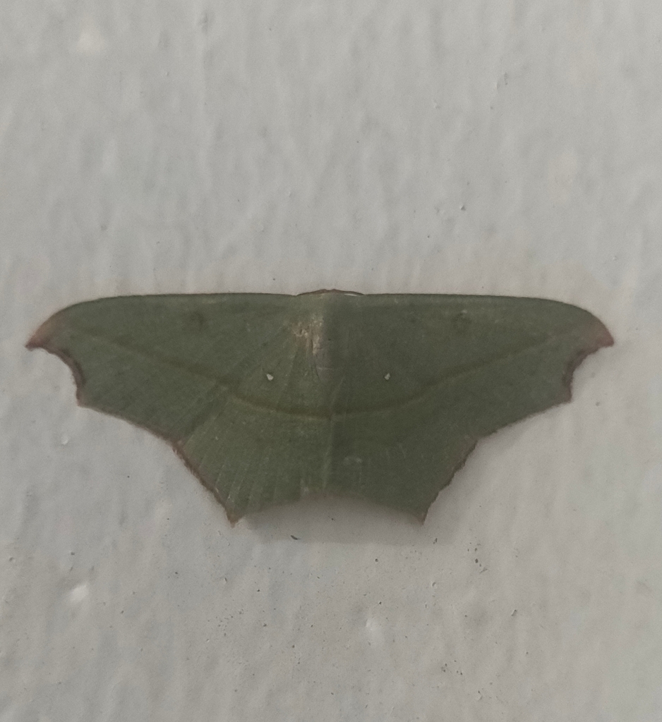 Cross-line Wave Moth from Ernakulam, IN-KL, IN on September 15, 2023 at ...