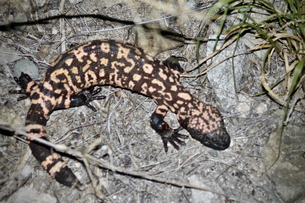 Gila Monster from Cerro El Bachoco, 83320 Son., México on September 13 ...