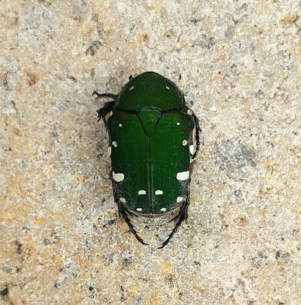 Blue Flower Chafer from 香港南丫島 on September 15, 2023 at 11:38 AM by ...