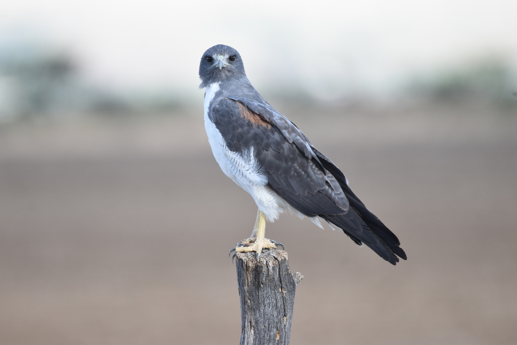 White-tailed Hawk from Monte Escobedo, Zac., México on July 20, 2023 at ...
