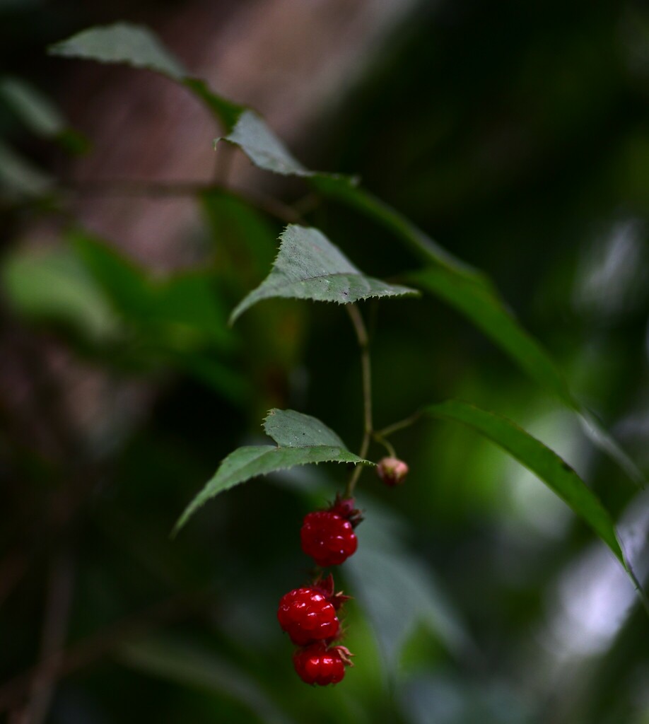 (Rubus acuminatus) - Botanical Realm