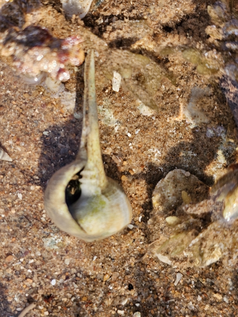 Tudivasum inerme from Port Hedland, WA, Australia on September 14, 2023 ...