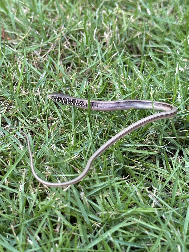 North American Glass Lizards in September 2023 by Joe Benjamin ...