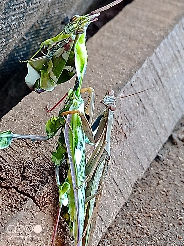 Giant Devil's Flower Mantis from Morogoro Rural, TZ-MO, TZ on September ...