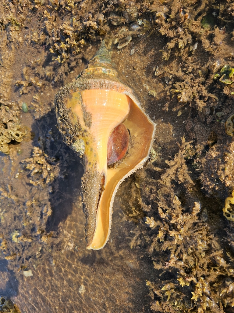 Australian Trumpet from Port Hedland, WA, Australia on September 14 ...