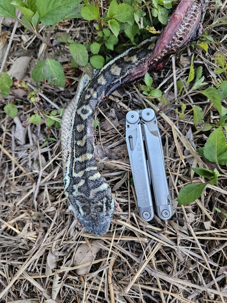 Coastal Carpet Python from Maroochy River QLD 4561, Australia on ...