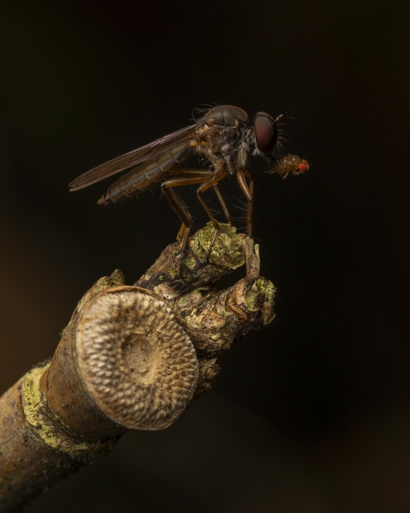 Robber Flies from Singapore Island, SG on August 30, 2023 at 09:17 AM ...
