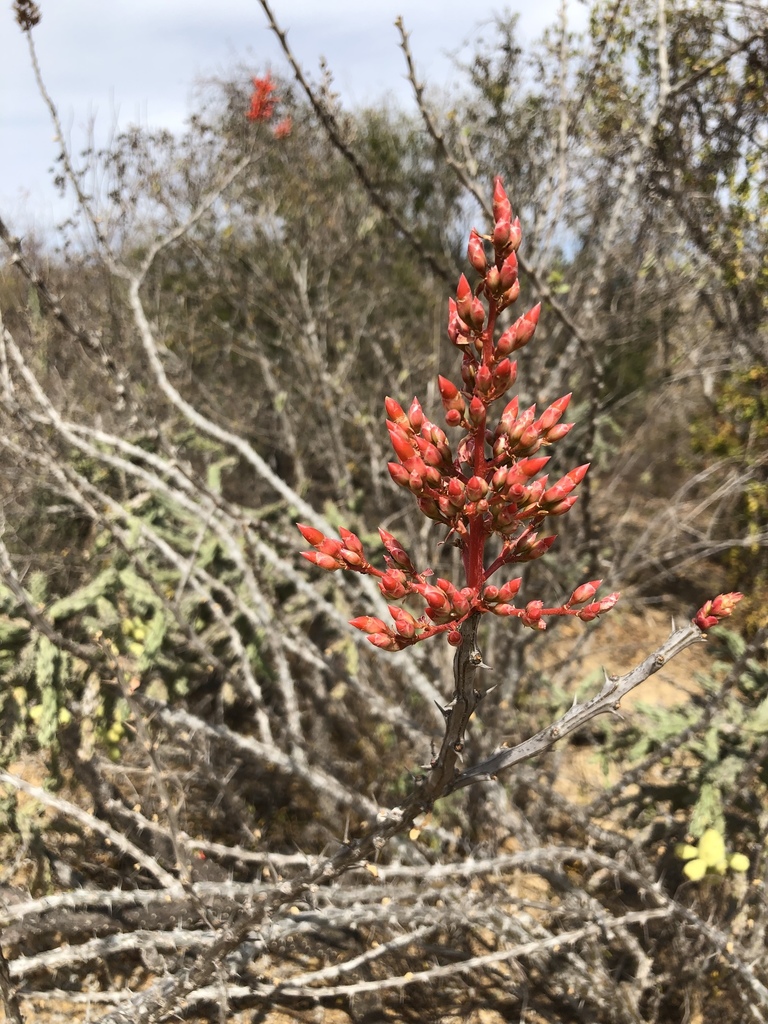 Adam's tree from Los Cabos, Los Cabos, BCS, MX on February 24, 2019 at ...