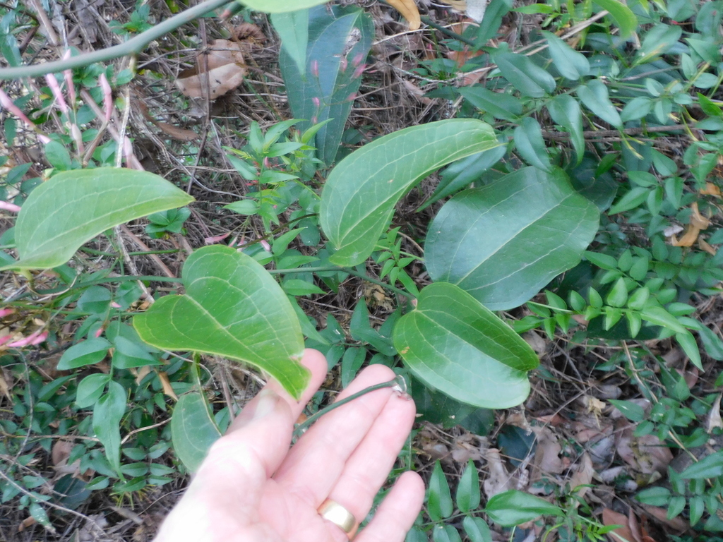 Austral Sarsaparilla from Bowen Mountain NSW 2753, Australia on September 13, 2023 at 05:21 PM ...