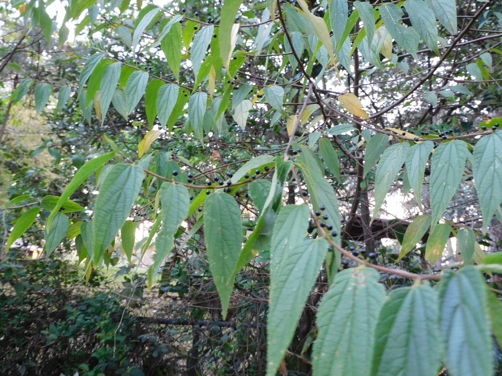 Nettle Tree from Bowen Mountain NSW 2753, Australia on September 13 ...