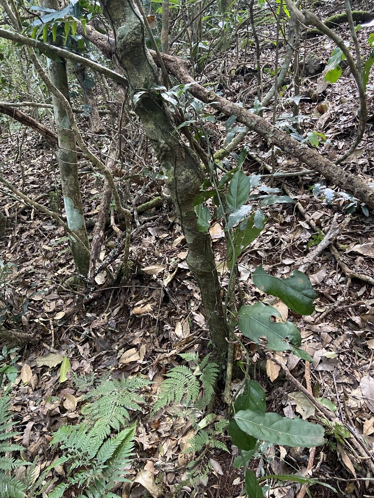 dicots from Lamington National Park, Binna Burra, QLD, AU on September ...