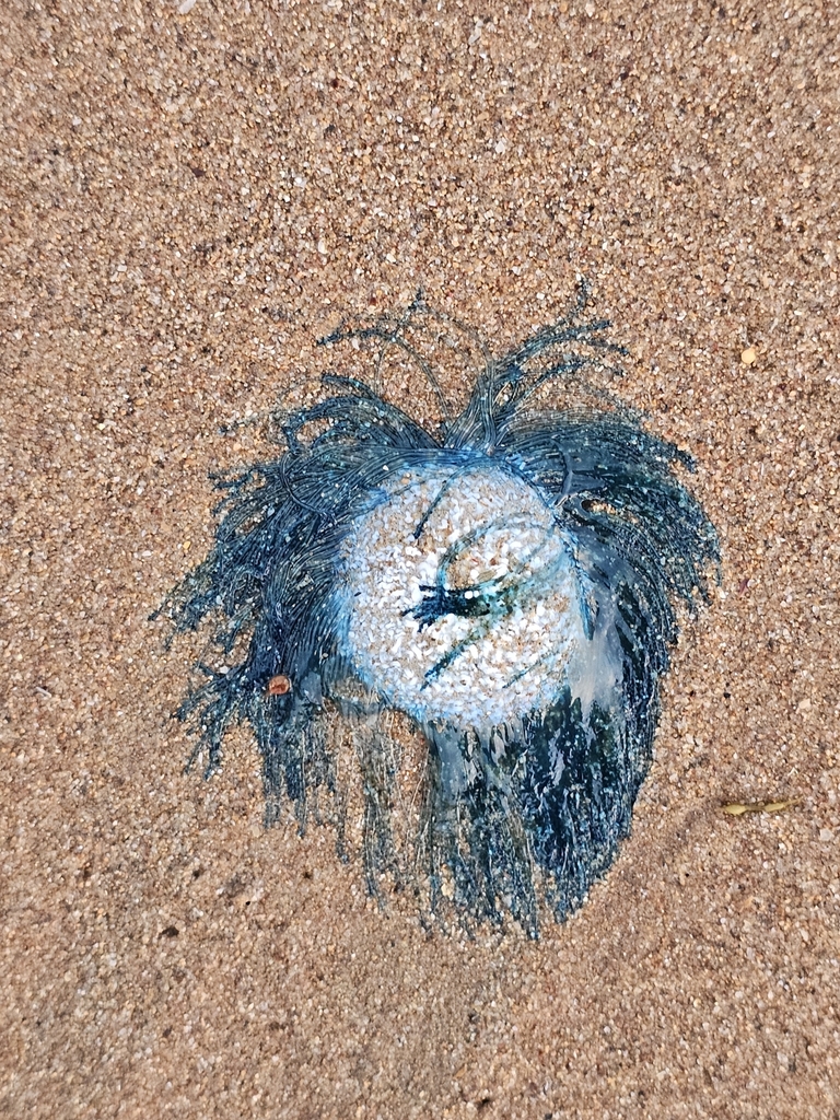 Blue Button from Port Hedland WA 6721, Australia on September 15, 2023 ...