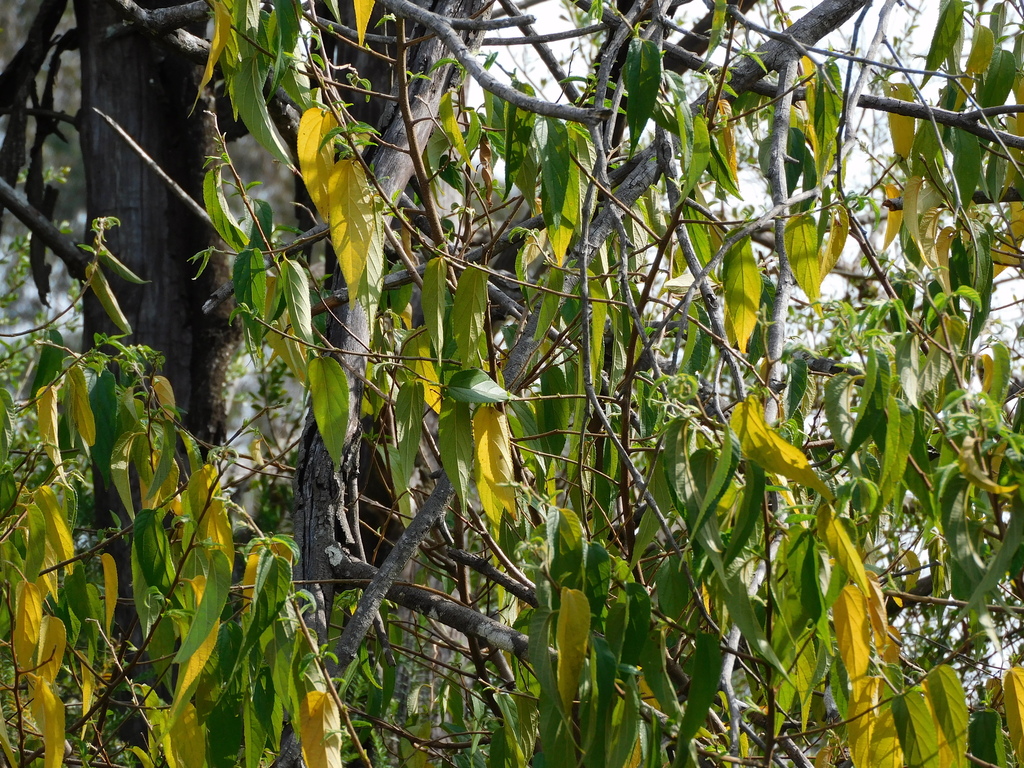 Nettle Tree from North Richmond NSW 2754, Australia on September 15 ...
