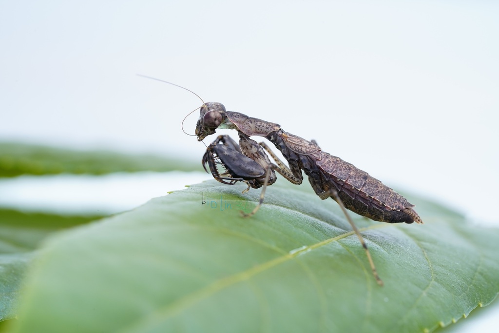 Amantis nawai in September 2023 by biolin36 · iNaturalist