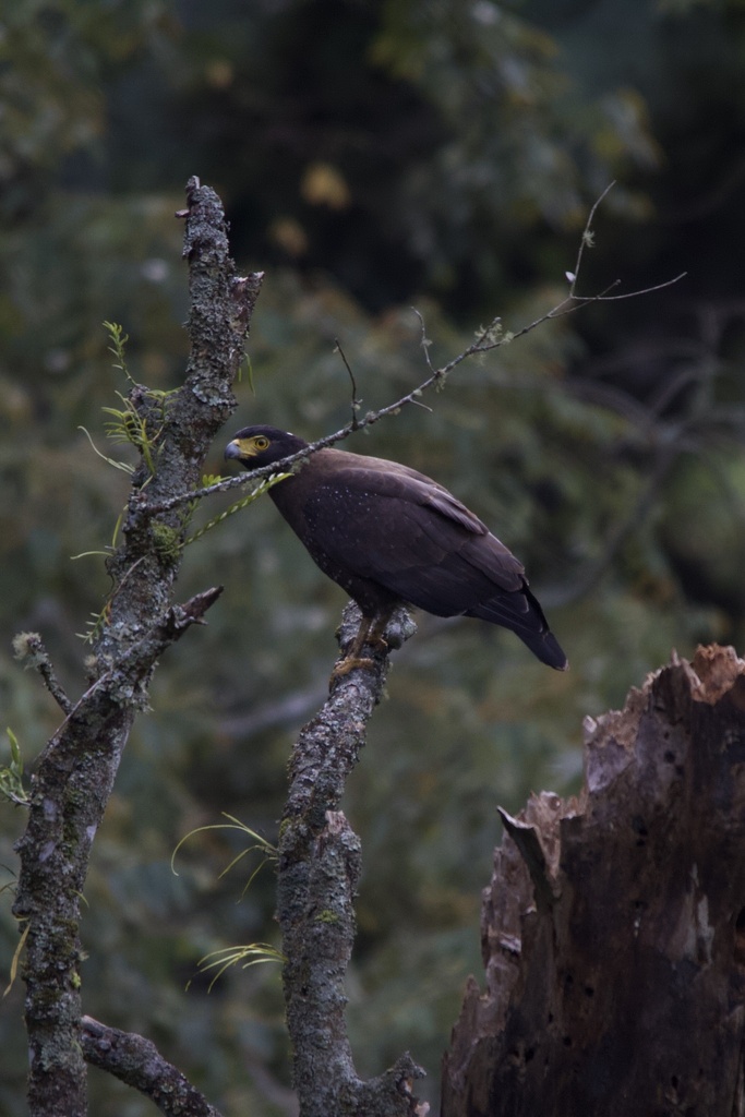 Crested Serpent-Eagle from Java, Mojokerto, East Java, ID on May 19 ...