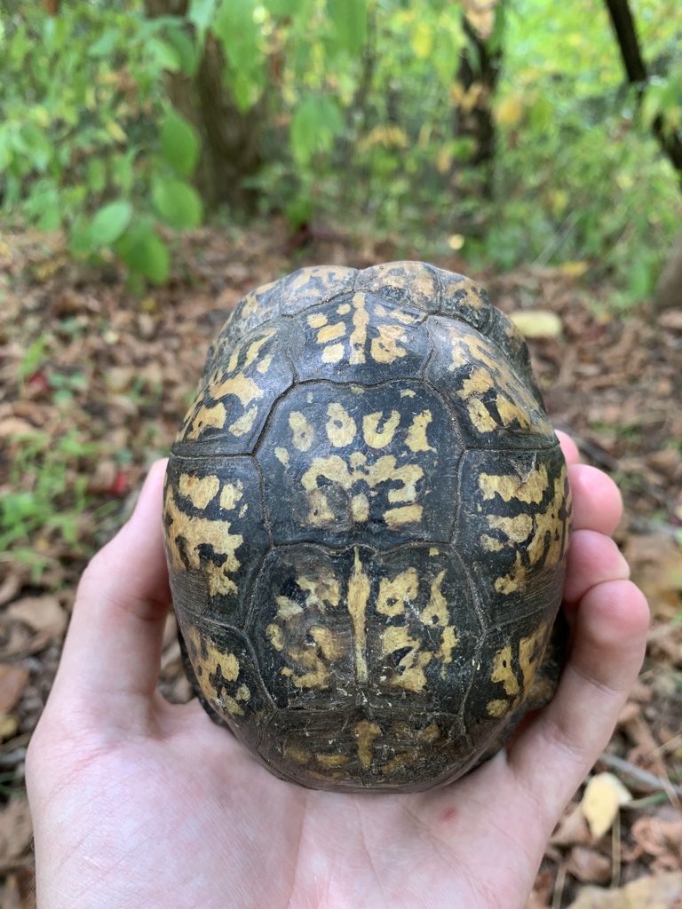 Common Box Turtle in September 2023 by liam_feeney. Smaller sized male ...