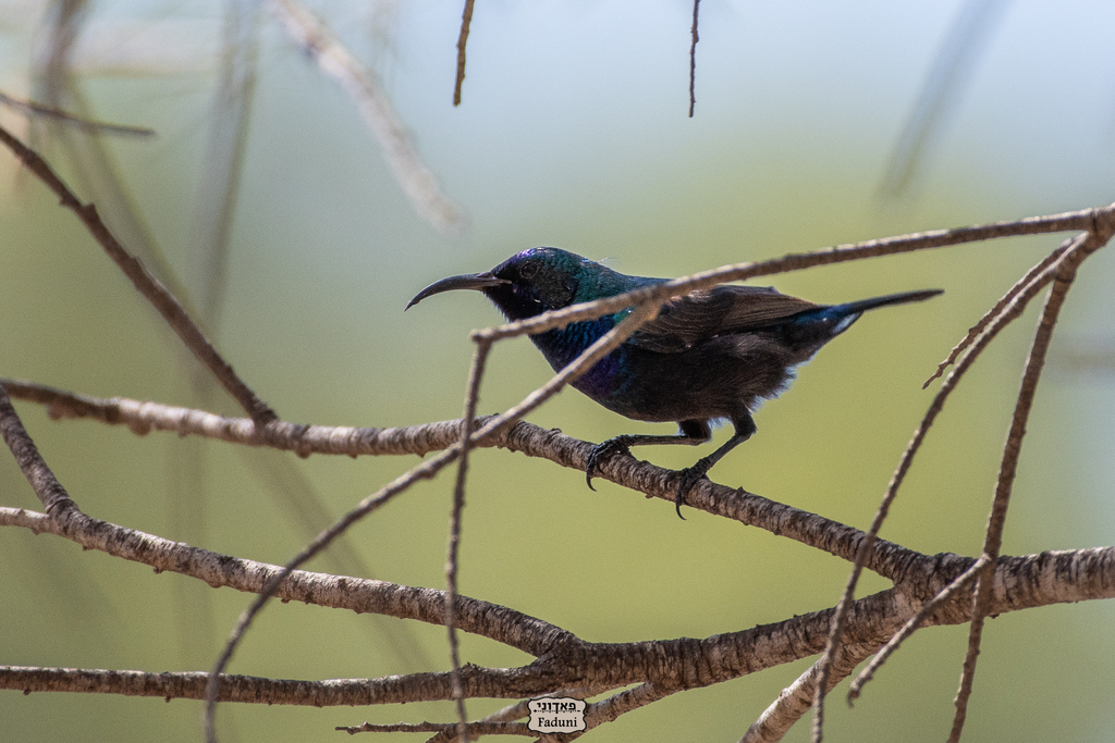 Palestine Sunbird from יער נחשונים on September 15, 2023 at 12:41 PM by ...