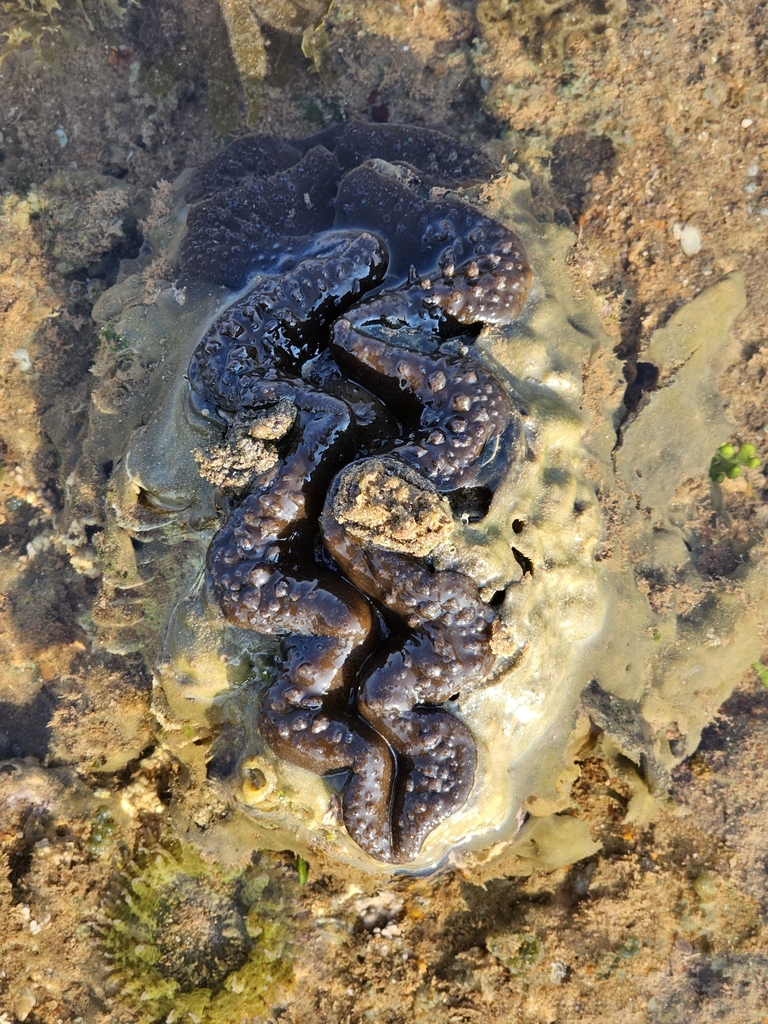 Noah's Giant Clam from Port Hedland, WA, Australia on September 15 ...