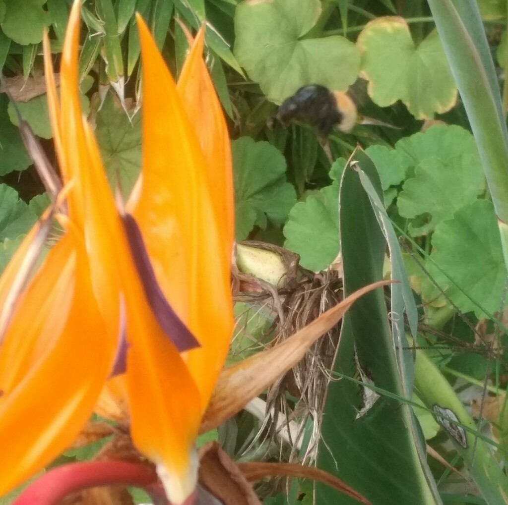 Eulaema polychroma from Area sin Asignacion de Nombre de Colonia, Santa ...