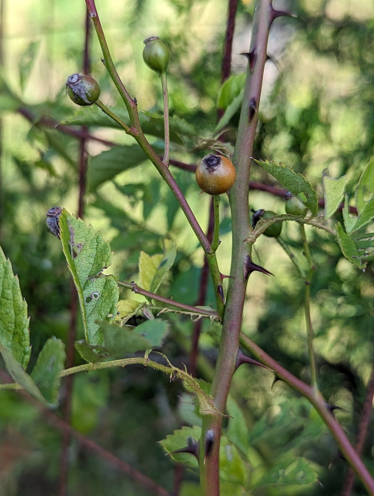 multiflora rose from King, Ann Arbor, MI, USA on September 14, 2023 at ...