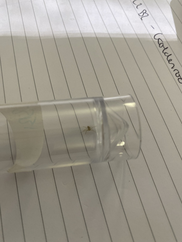 Running Crab Spiders from Branoux-les-Taillades, Occitanie, FR on ...
