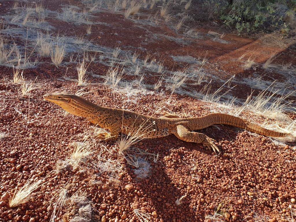 Western Argus Monitor from Sir Samuel WA 6437, Australia on September 5 ...