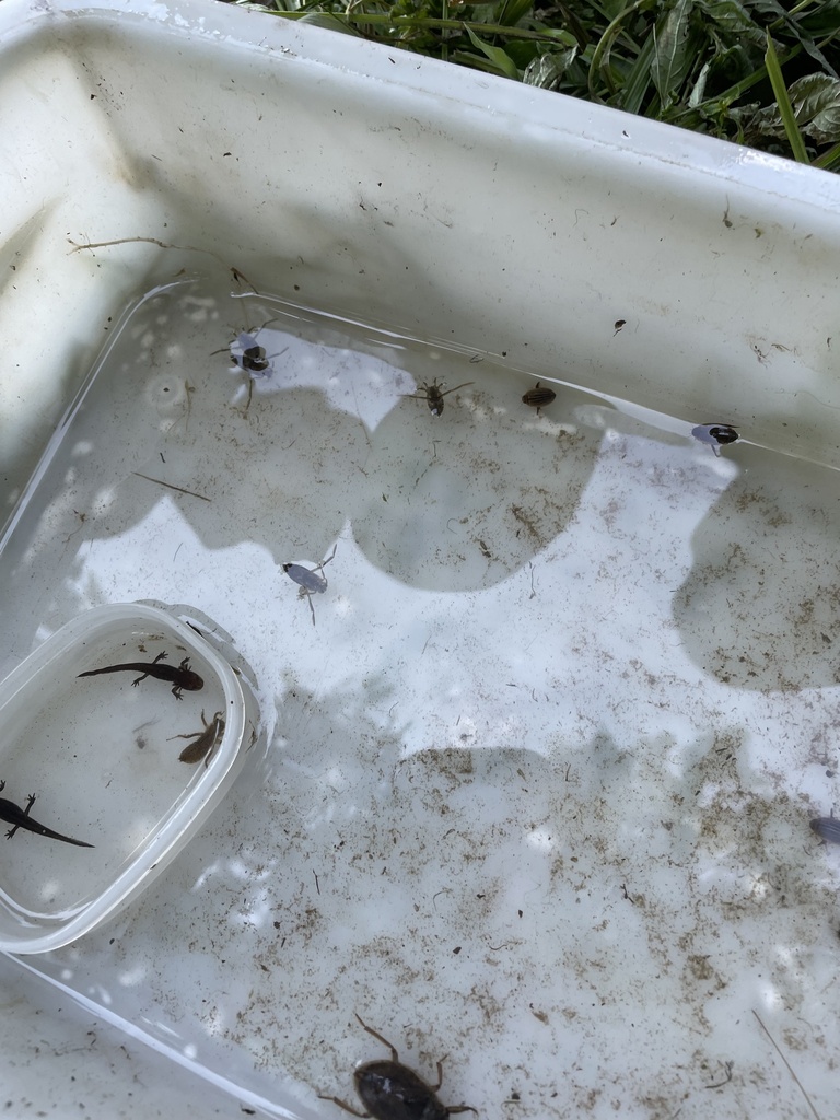 Notonecta triguttata from 県道207号, 金沢市, 石川県, JP on September 10, 2023 at ...