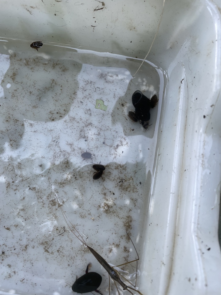 Hydaticus grammicus from 県道207号, 金沢市, 石川県, JP on September 10, 2023 at ...