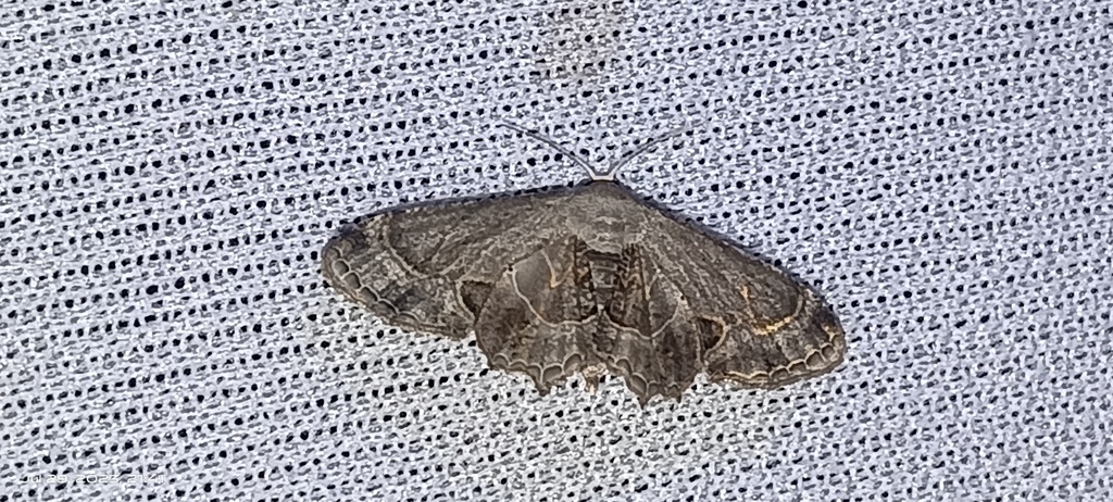 Phazaca theclata from Targol, Gujarat, India on July 1, 2023 at 05:30 ...