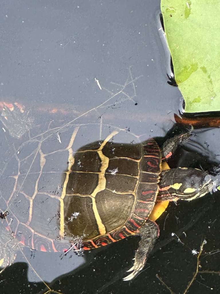 Painted Turtle from Ipswich River Wildlife Sanctuary, Topsfield, MA, US ...